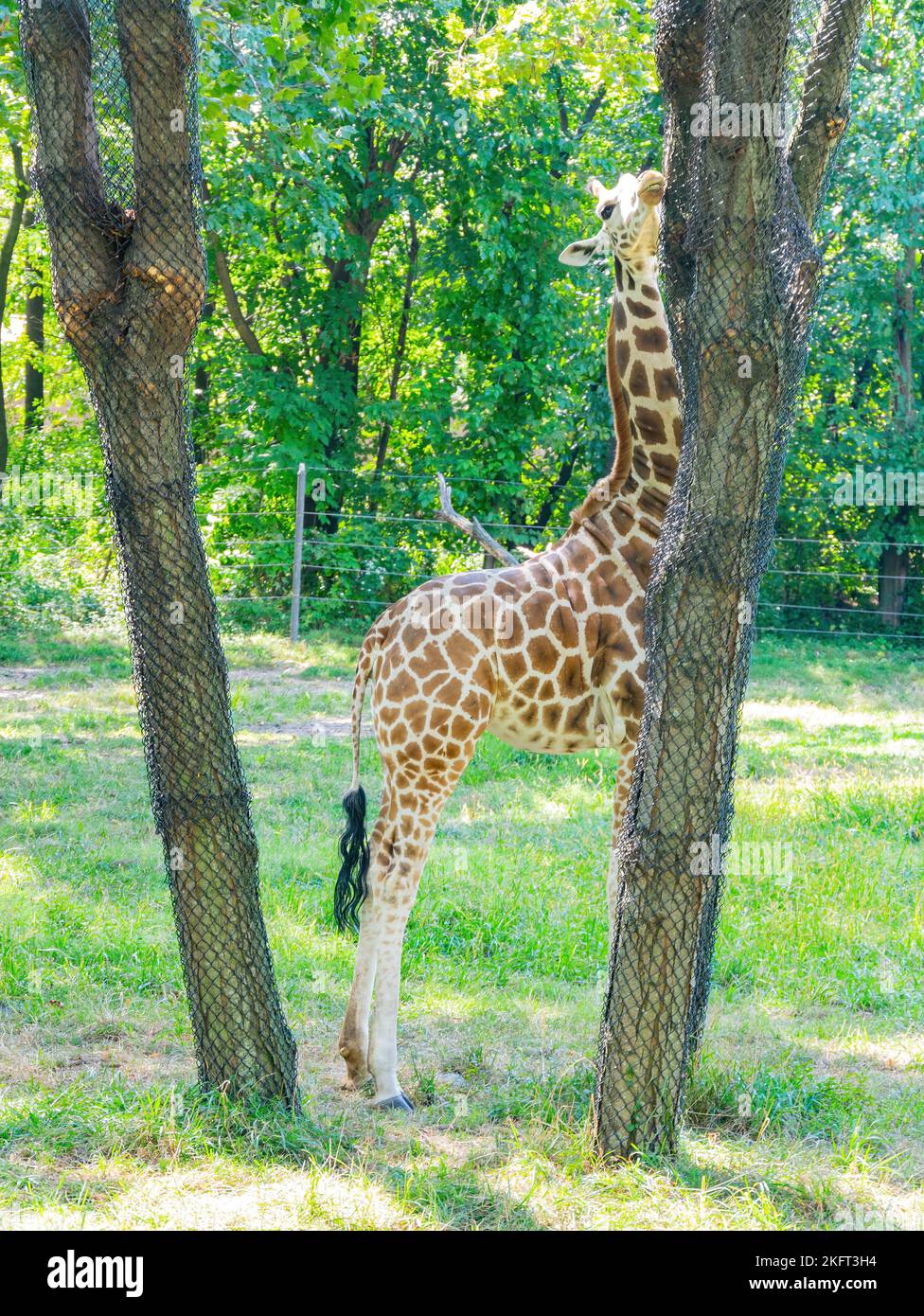 Close up shot of Giraffe at New York Stock Photo - Alamy