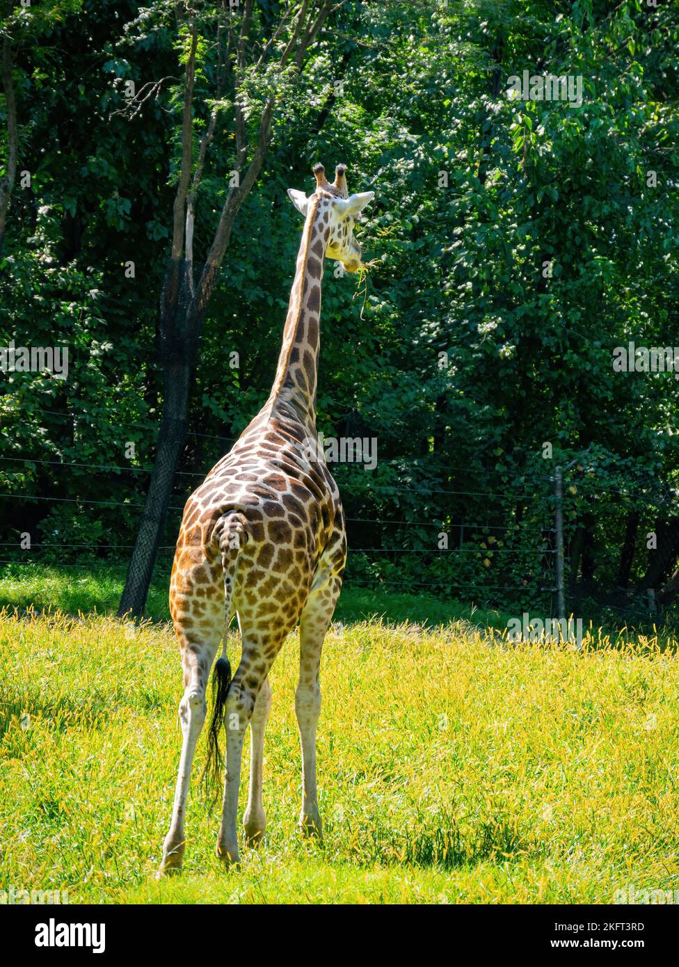 Close up shot of Giraffe at New York Stock Photo - Alamy