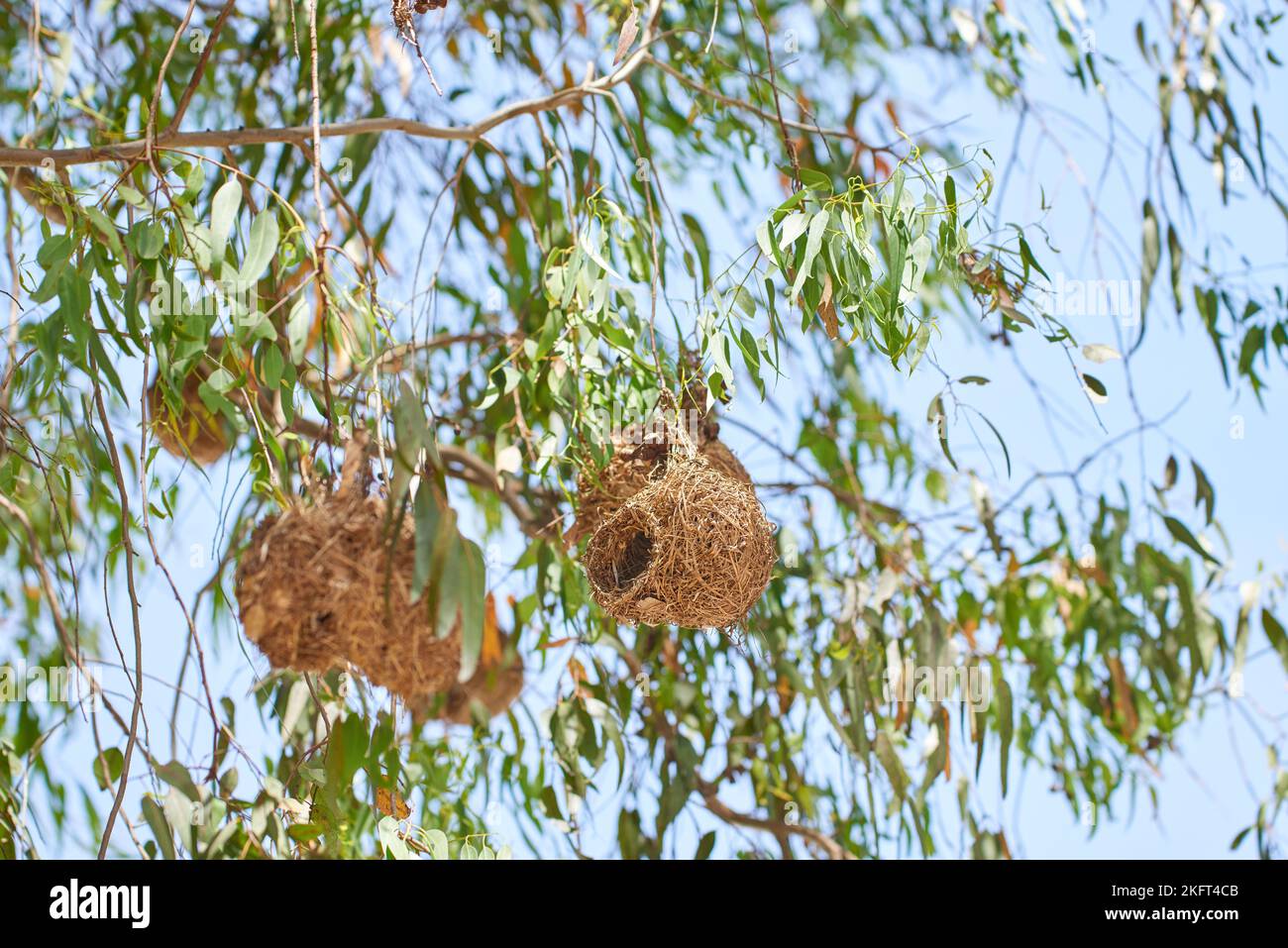 A birds nest. A shot of a birds nest high up in the branches of a tree ...