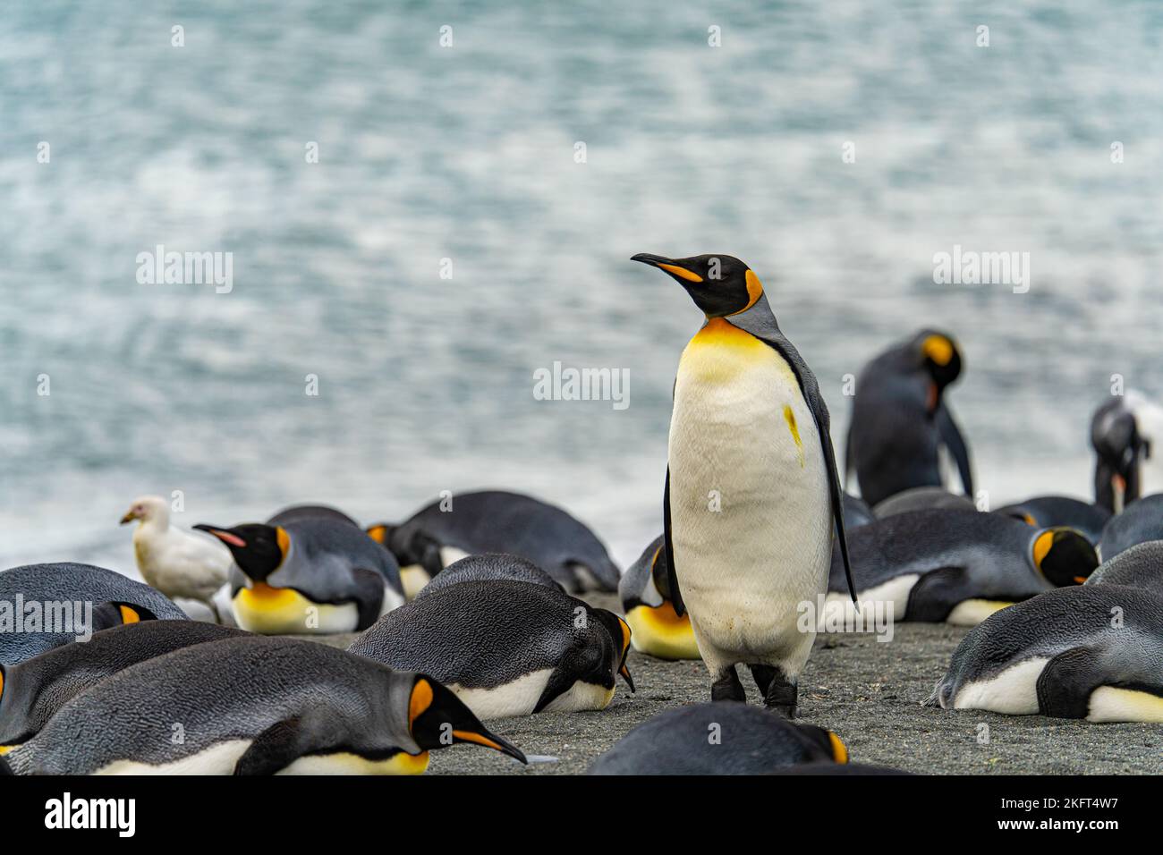 King Penguin - (APTENODYTES PATAGONICUS) Gold Harbour Colony - scenic ...