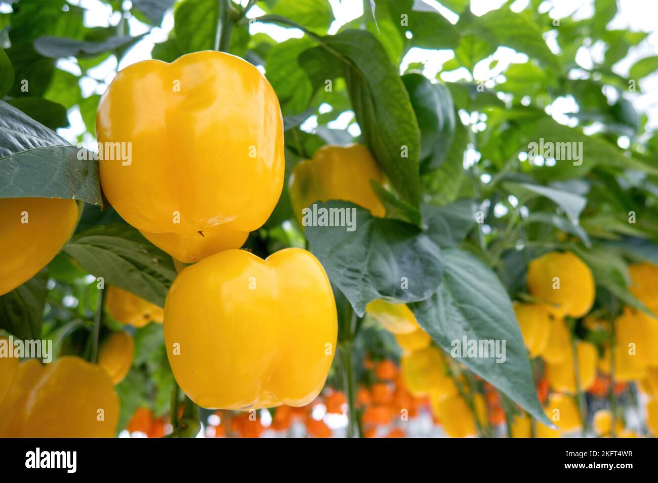 A fresh sweet yellow peppers, close up, hot paprika Stock Photo - Alamy