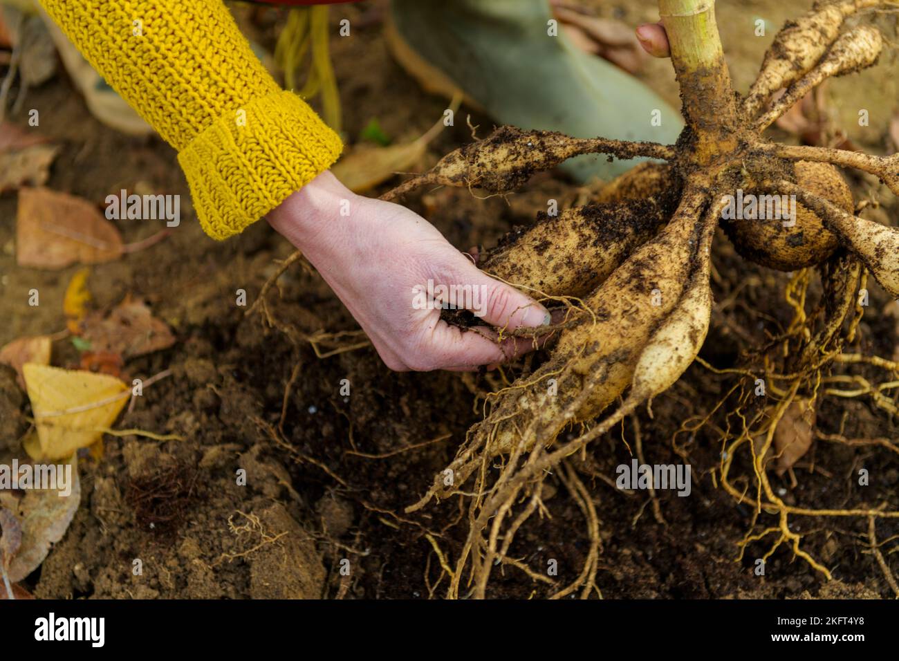 Woman digging up dahlia plant tubers, cleaning and preparing them for ...