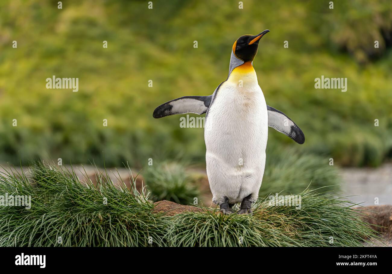 first flight attempts of a king penguin - (APTENODYTES PATAGONICUS ...