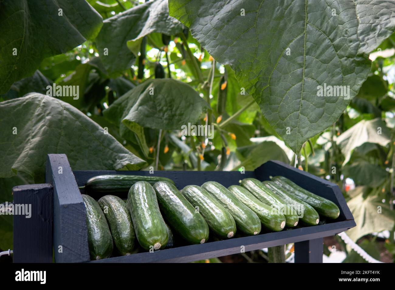 A fresh greenhouse cucumbers on counter for market Stock Photo - Alamy