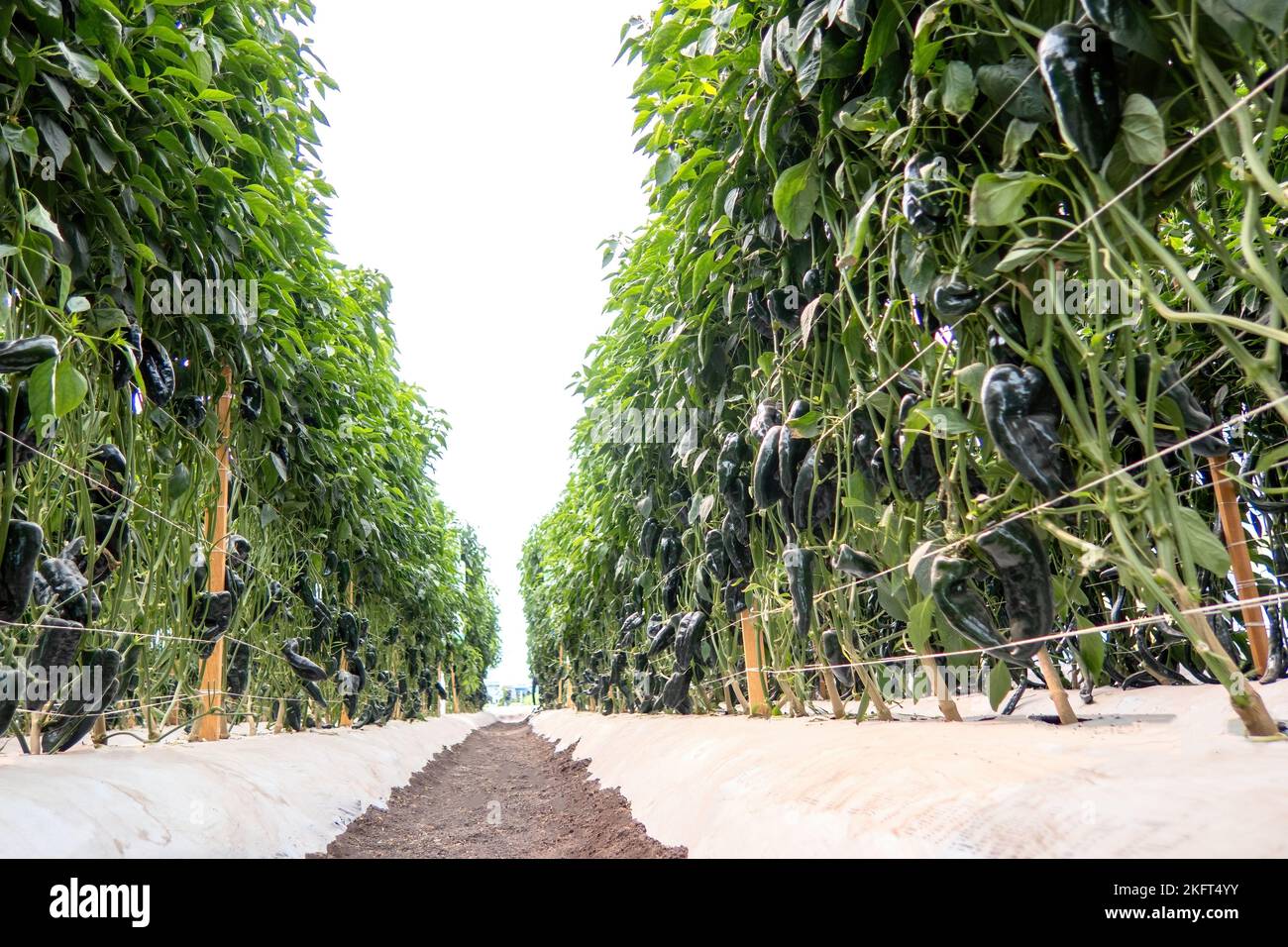 Poblano plant hi-res stock photography and images - Alamy