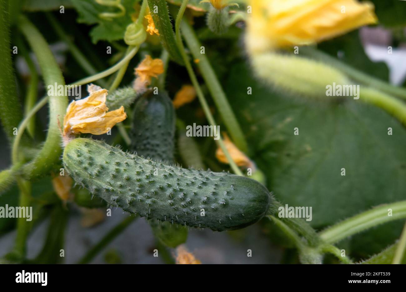 A Cucumber plant growing in greenhouse. Pickle Stock Photo - Alamy