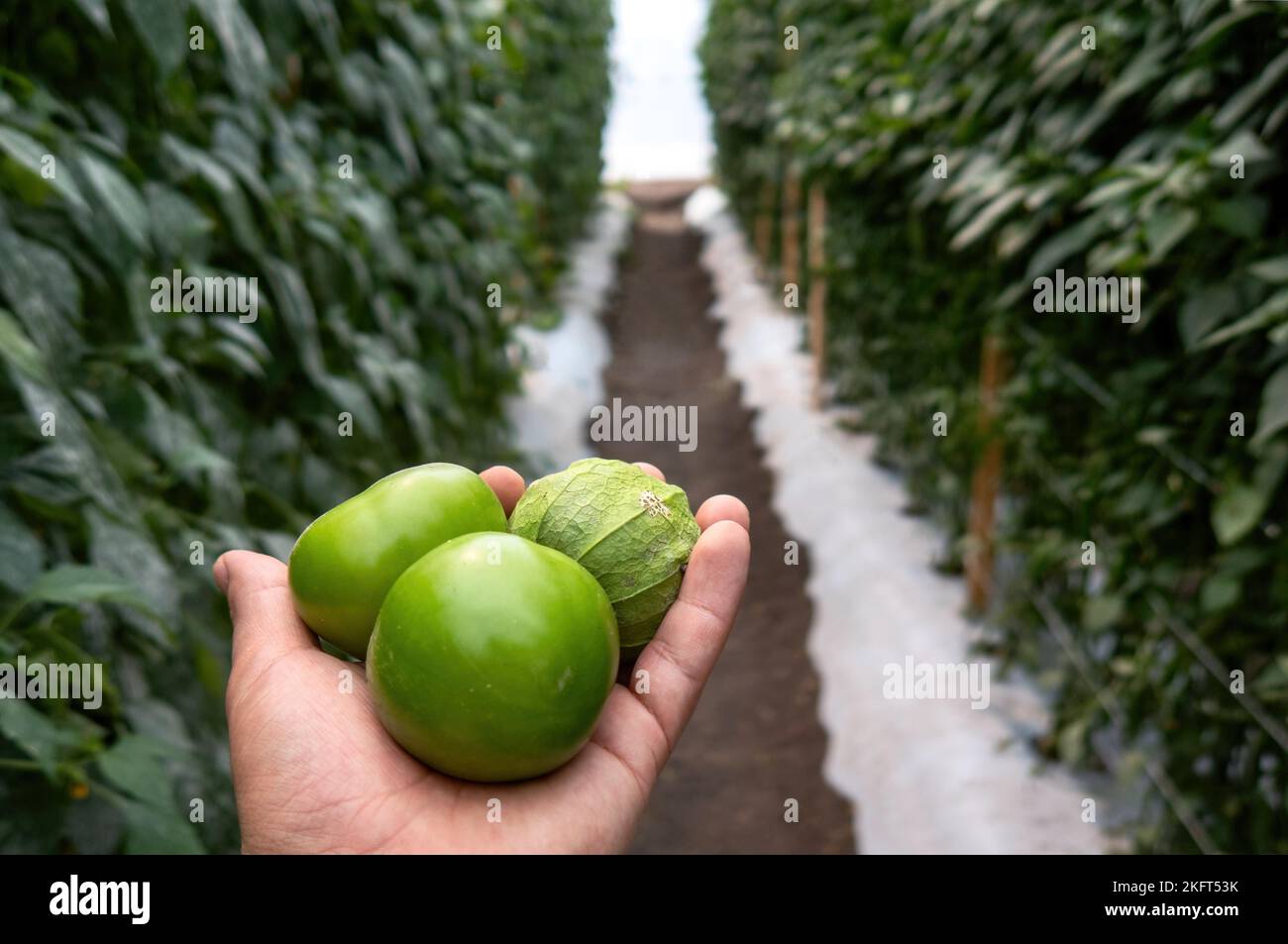 Tomatillo farming hi-res stock photography and images - Alamy