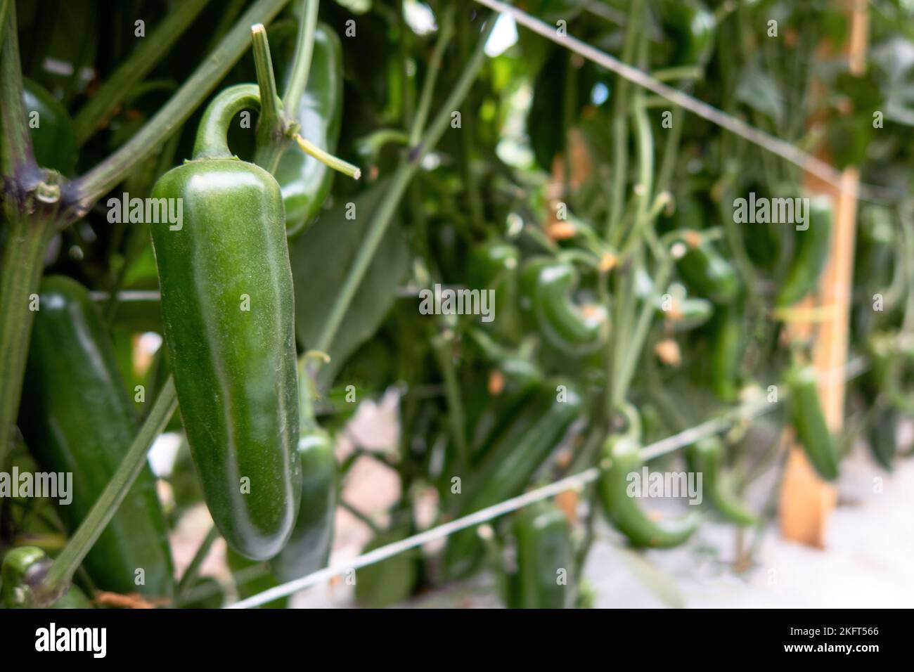 A organic jalapeno (Capsicum annuum) peppers on a jalapeno plant. Close ...