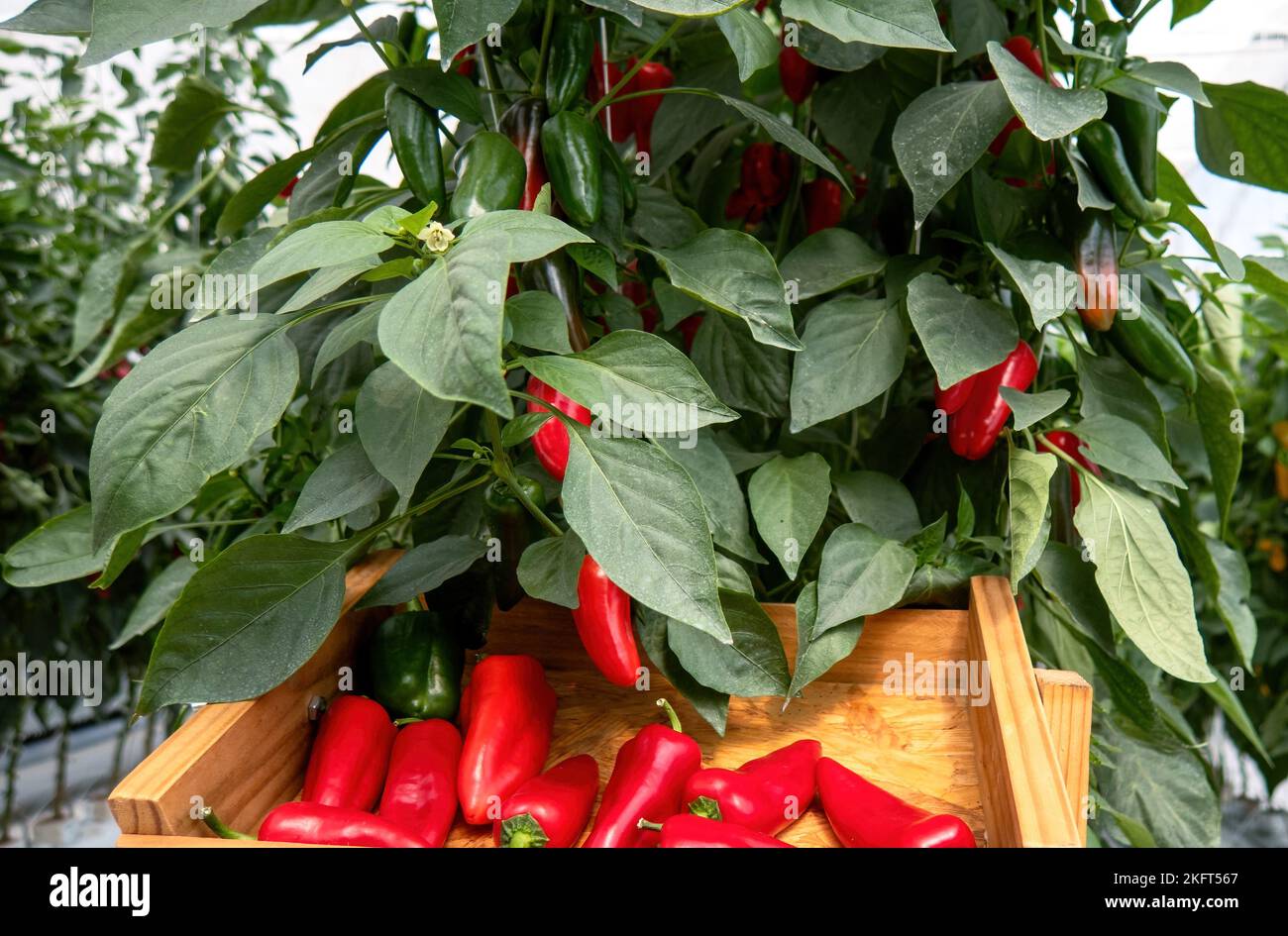 A Red Hot Chili Peppers Growing On The Plant with Green Leaves Stock ...