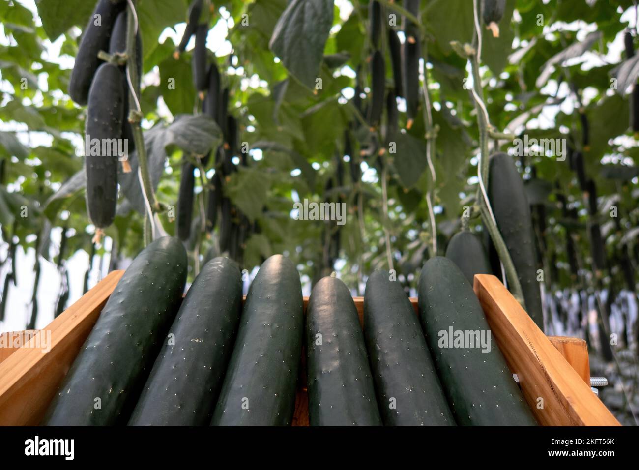 A fresh greenhouse cucumbers on counter for market Stock Photo - Alamy