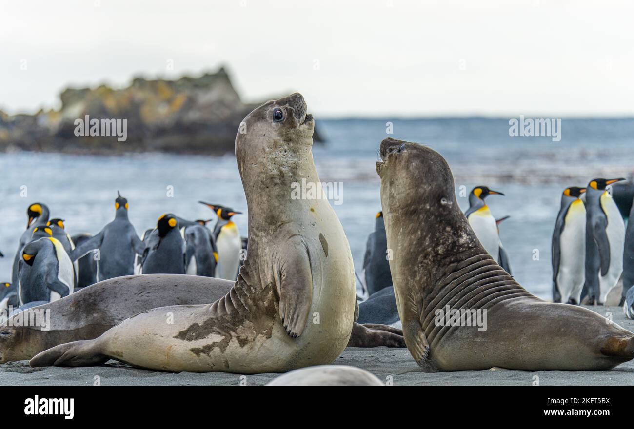 South Georgia - 2 young handsome Antarctic fur seals / Antarctic fur ...