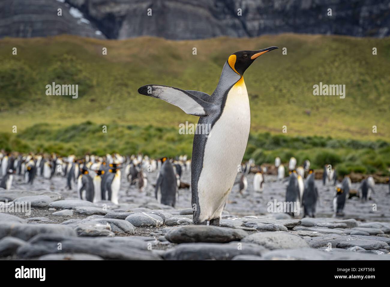 first flight attempts of a king penguin - (APTENODYTES PATAGONICUS ...