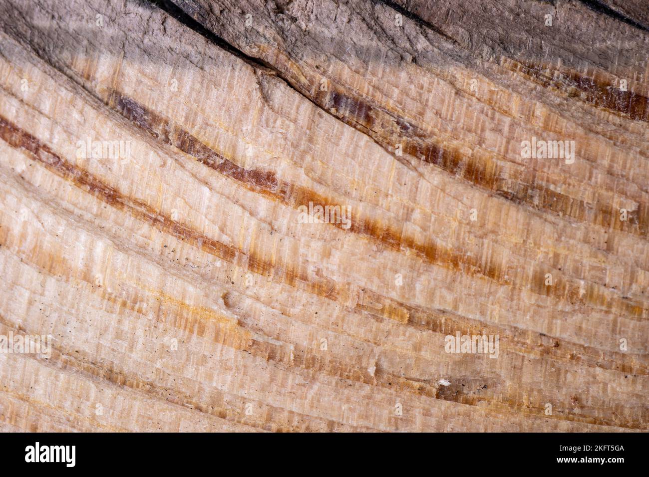 Close-up pine wood grain with natural tree age curves. Can be used as a ...