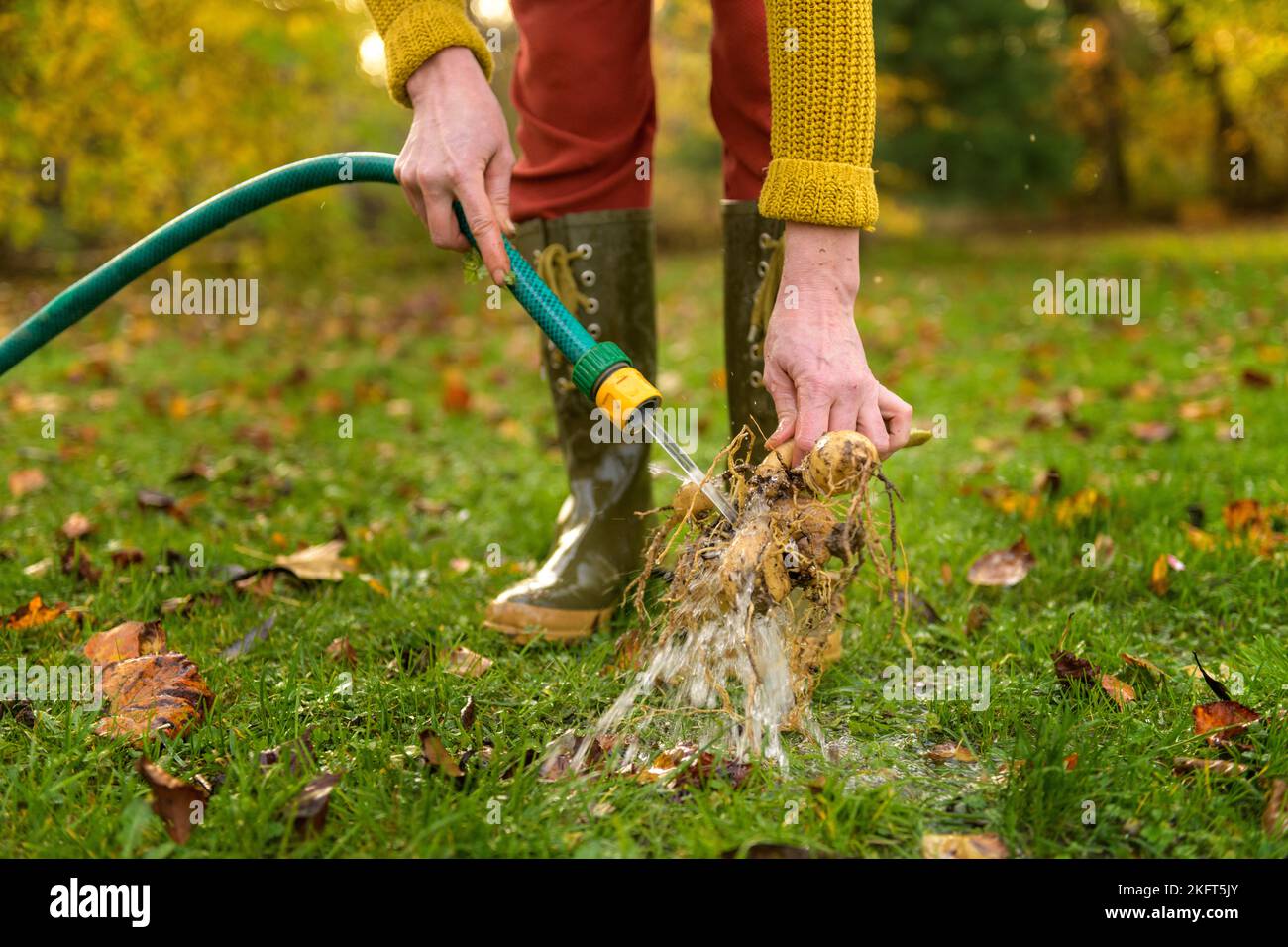 Dahlia tubers lifted for overwintering hi-res stock photography and ...