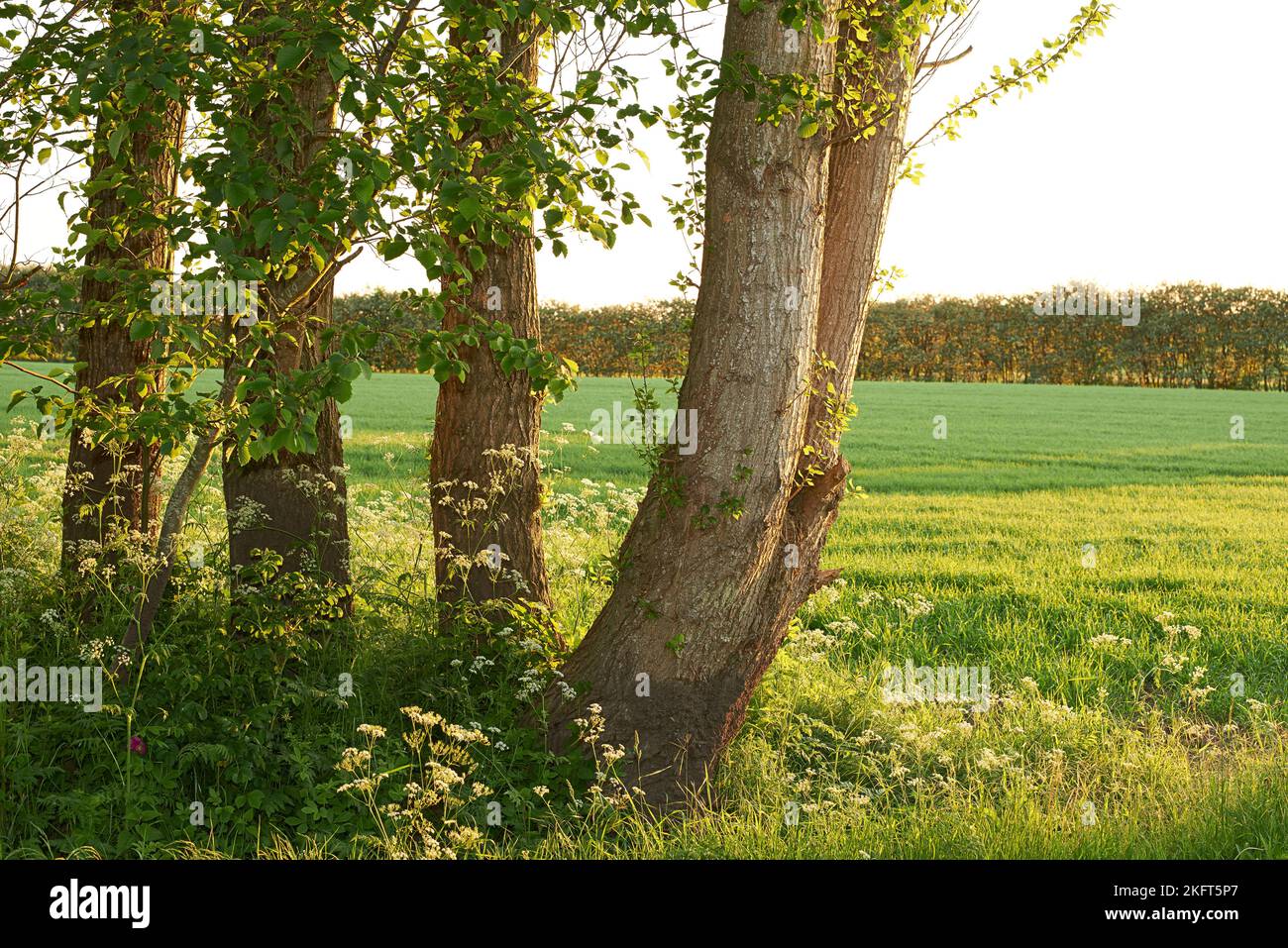Lush forest in the spring. A very sharp and detailed photo of the ...