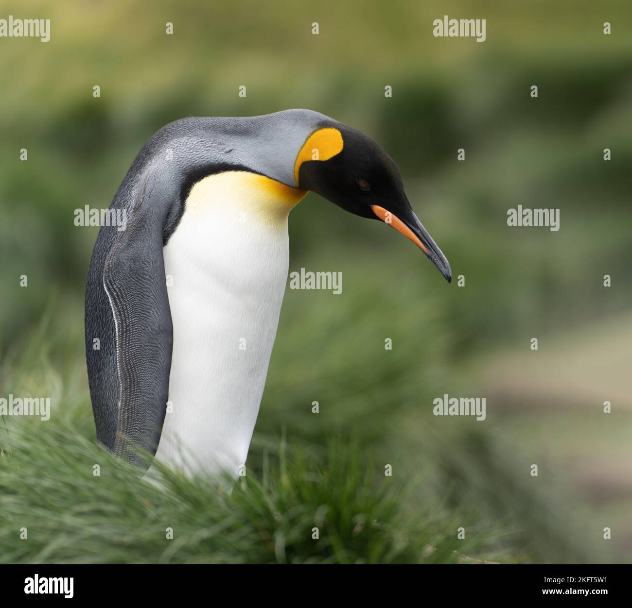 single king penguin King penguin (APTENODYTES PATAGONICUS) in South ...