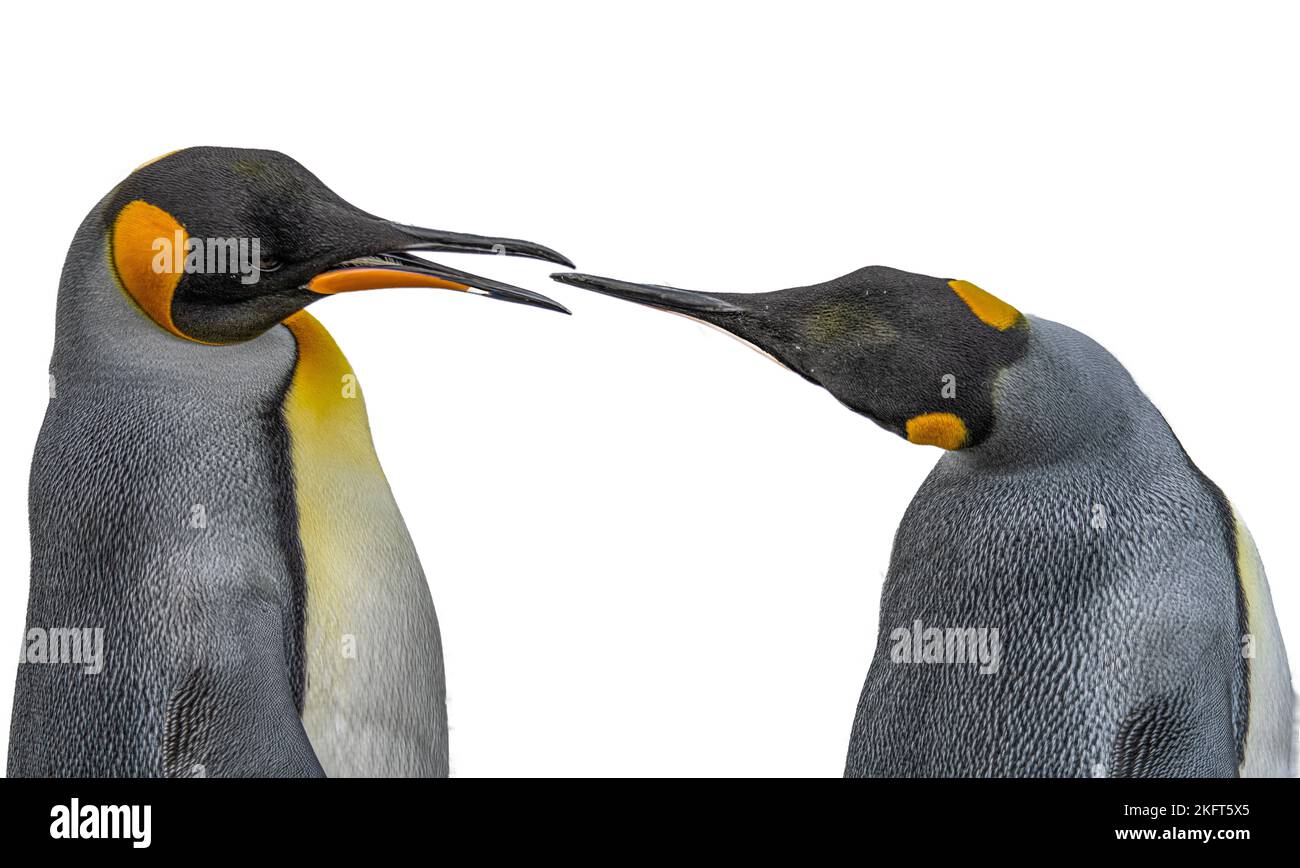 Pair of 2 king penguins (APTENODYTES PATAGONICUS) on South Georgia ...