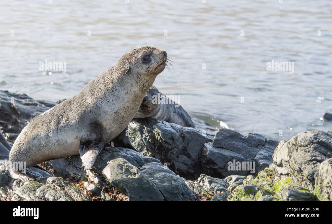 Juvenile Antarctic fur seal (Arctocephalus gazella) in South Georgia ...