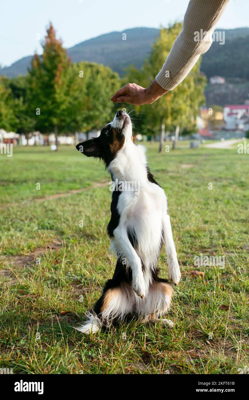 Border Collie standing on hind legs and taking treat from hand of ...