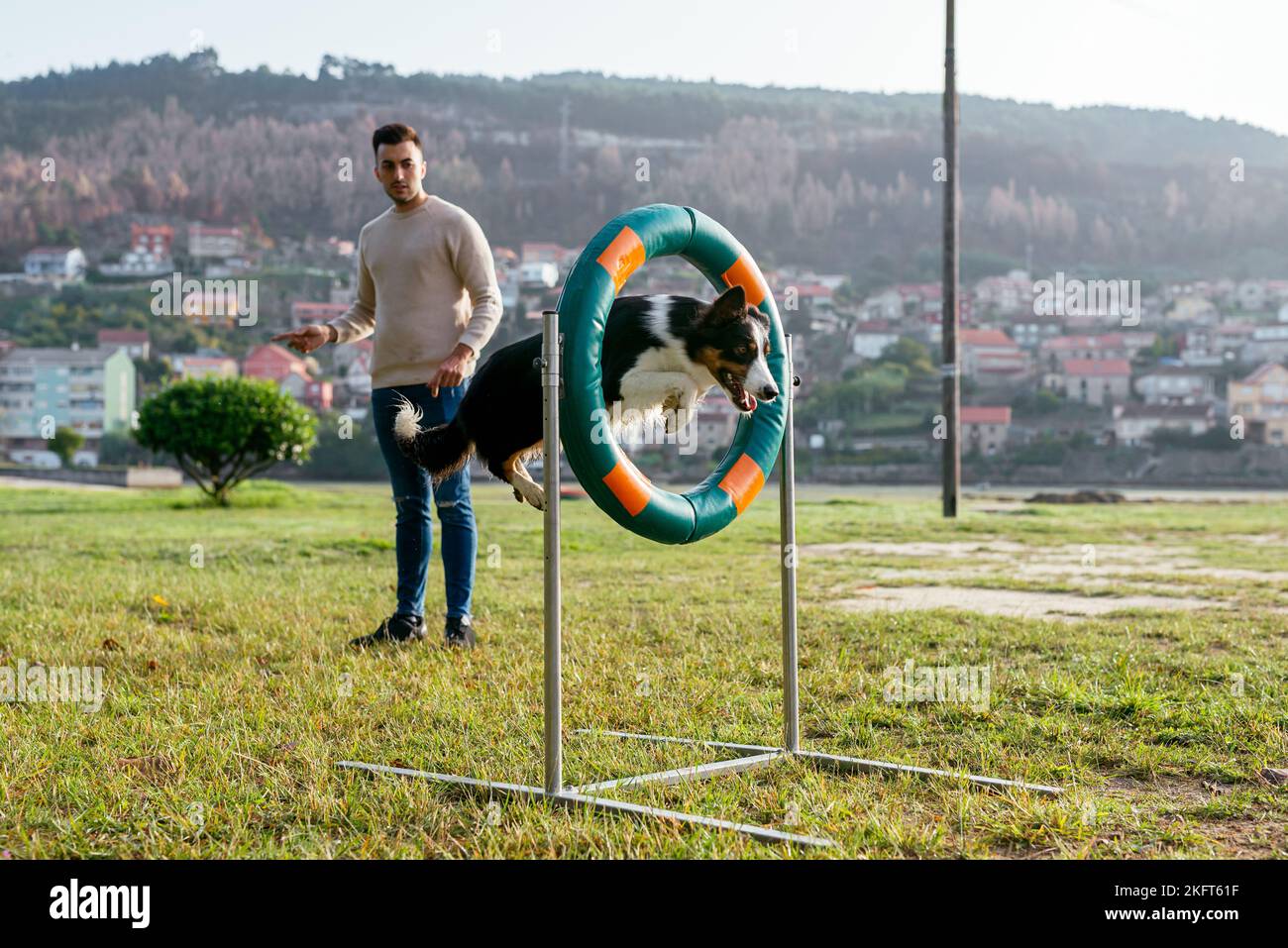 Active black and white purebred dog jumping through inflatable ring ...