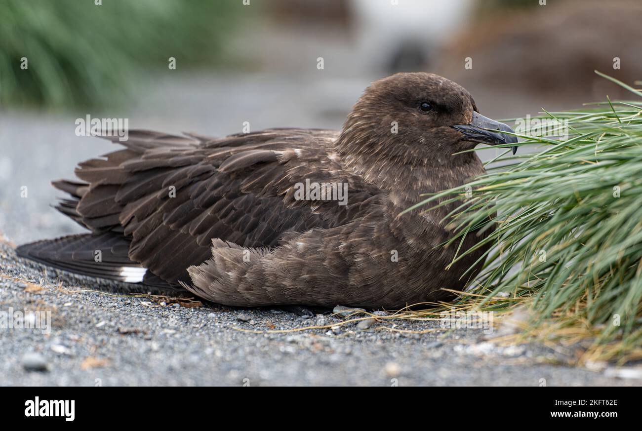 Subantarctic skua catharacta lonnbergi sitting on the ground in south hi-res stock photography ...