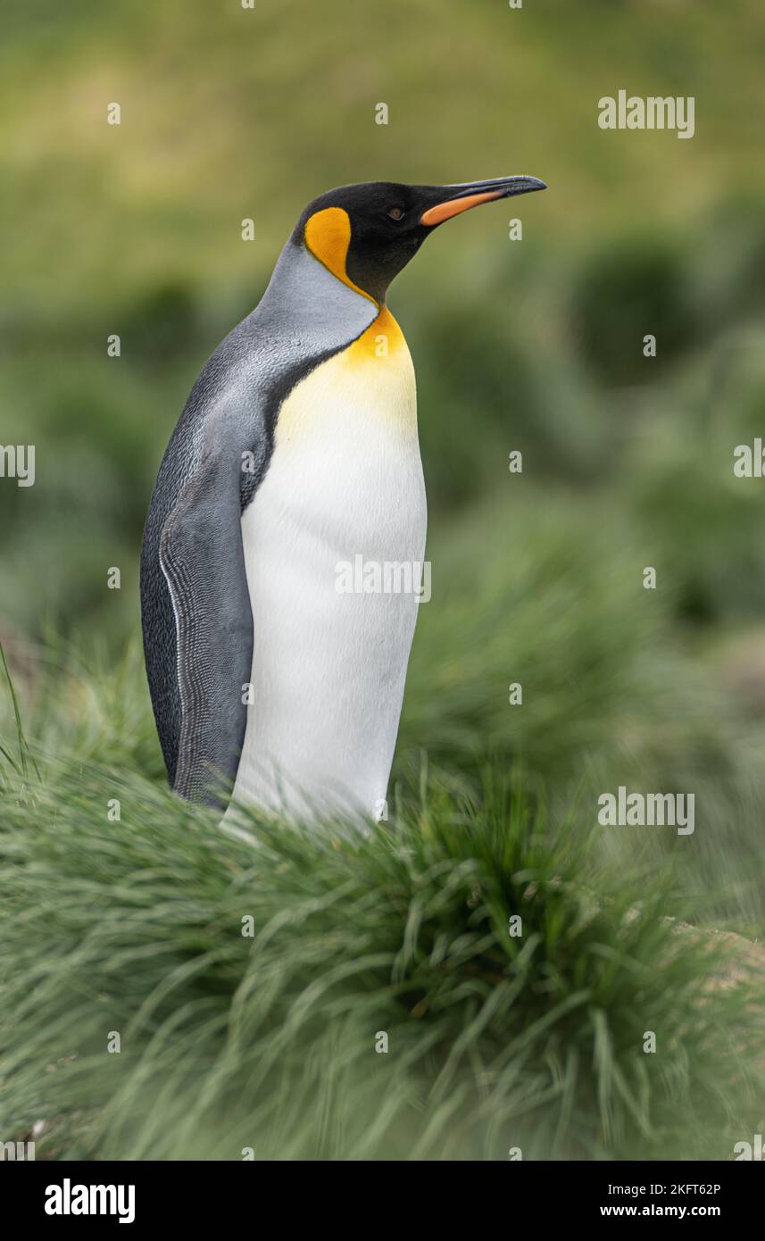 single king penguin King penguin (APTENODYTES PATAGONICUS) in South ...