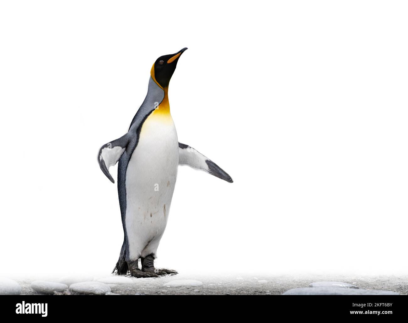 single king penguin (APTENODYTES PATAGONICUS) isolated against white ...
