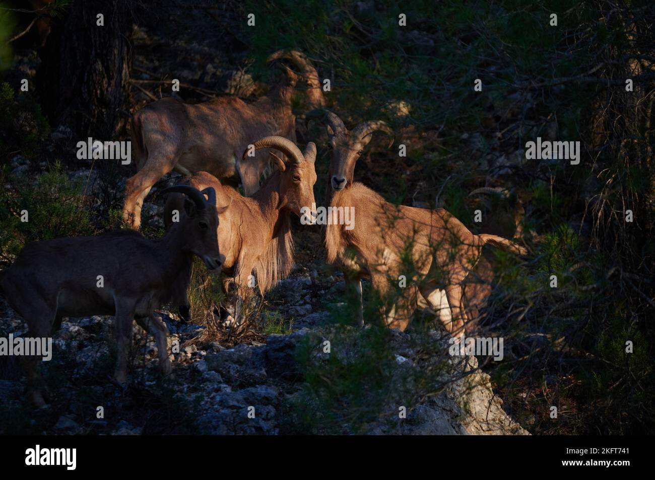 Wild goats with horn standing on stones on blurred background of green ...
