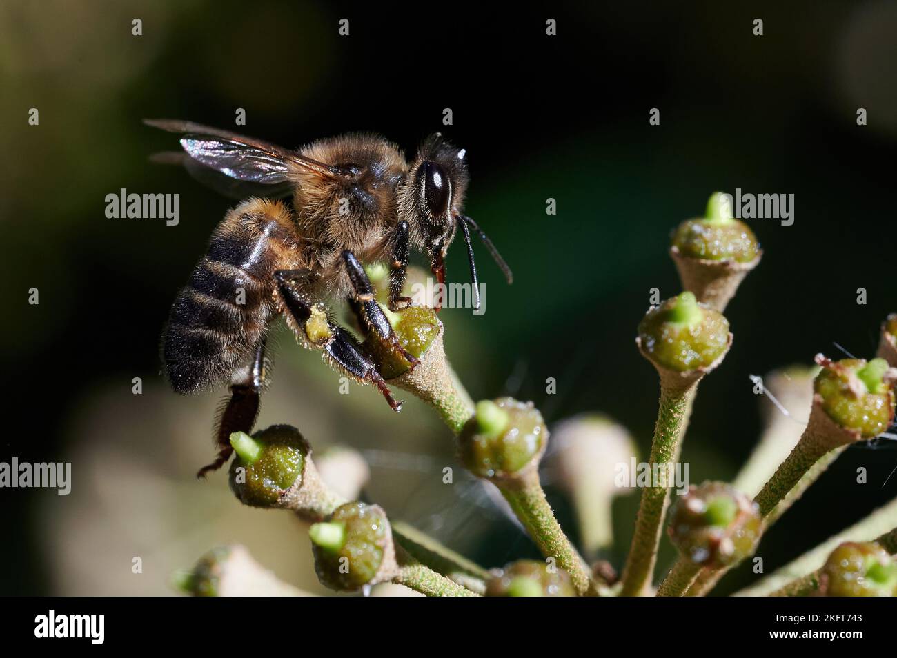 Closeup of bee collecting pollen from green plant in wild nature on ...