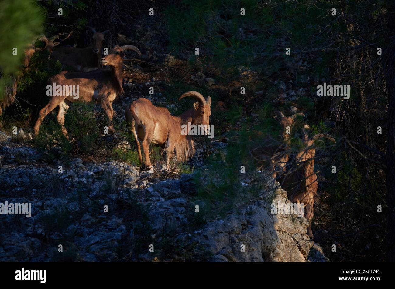 Wild goats with horn standing on stones on blurred background of green ...