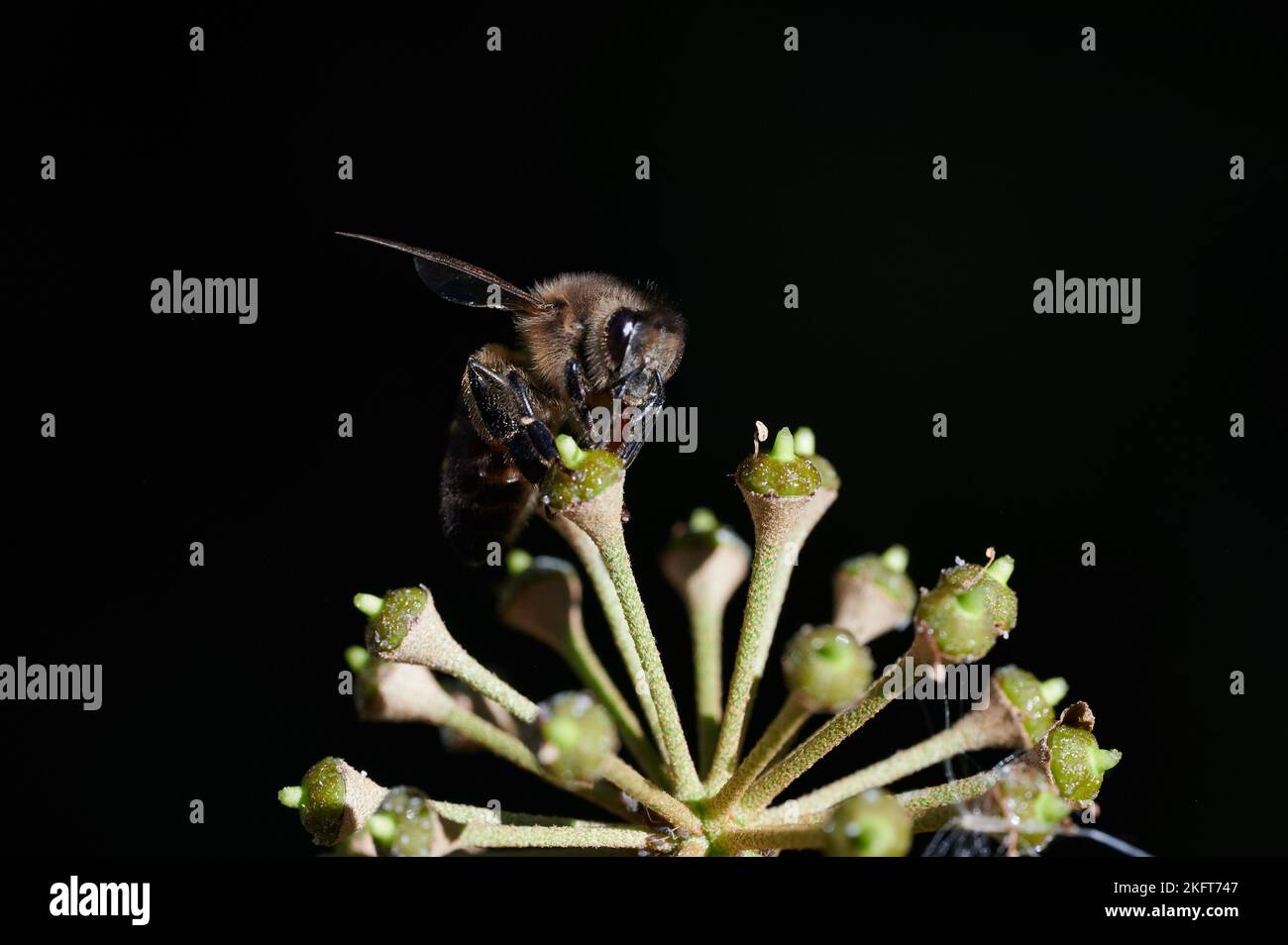 Closeup of bee collecting pollen from green plant in wild nature on ...
