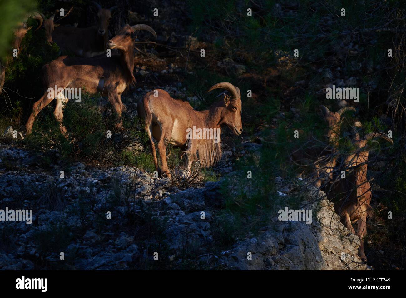 Wild goats with horn standing on stones on blurred background of green ...