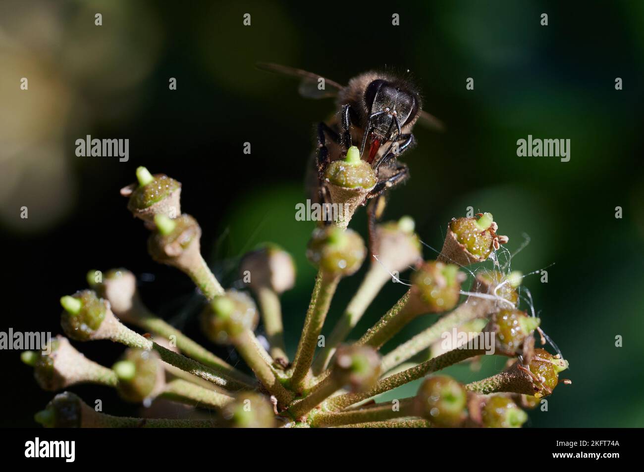 Closeup of bee collecting pollen from green plant in wild nature on ...