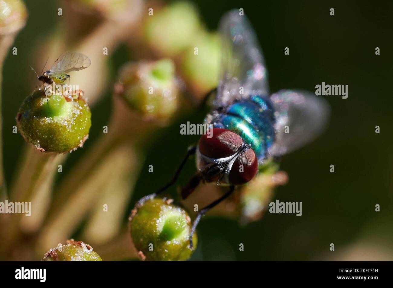 Closeup of small fly with transparent wings sitting on green plant stem ...