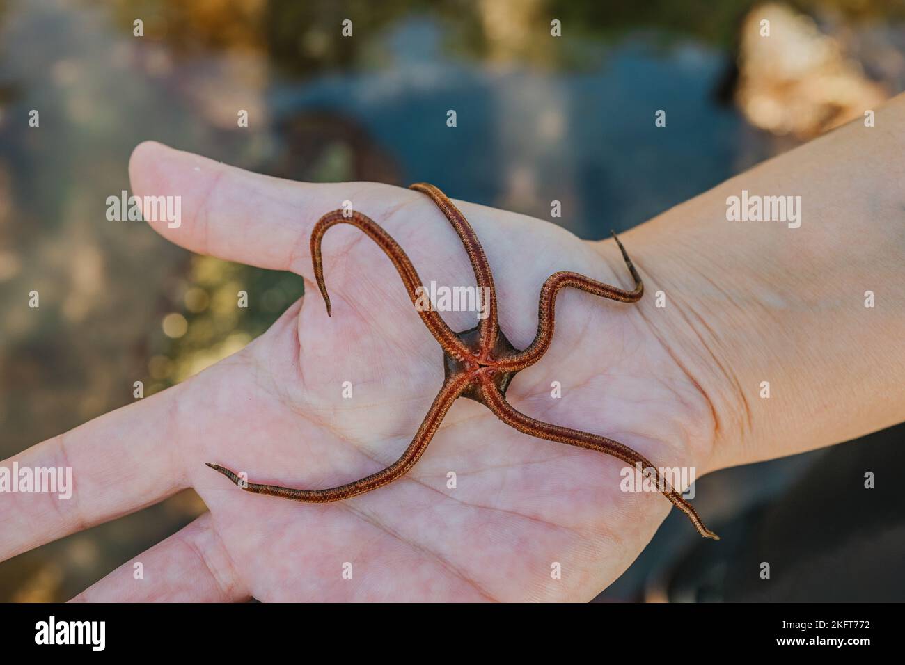 From above crop male hand demonstrating marine serpent star of black ...