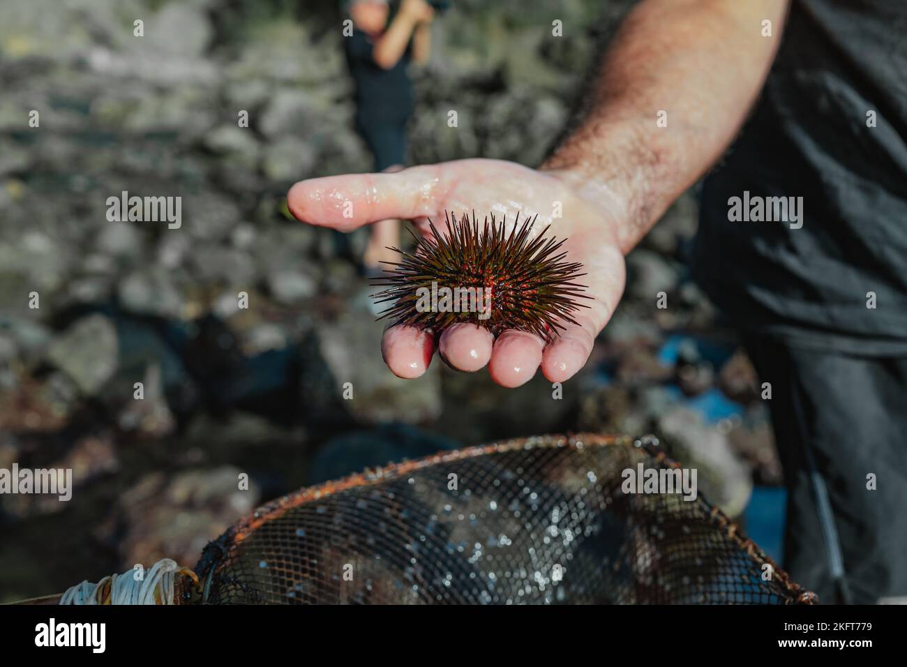Faceless male fisher with net scoop demonstrating just caught urchin ...