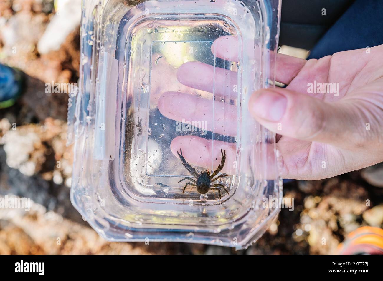 From above faceless male naturalist holding transparent plastic ...