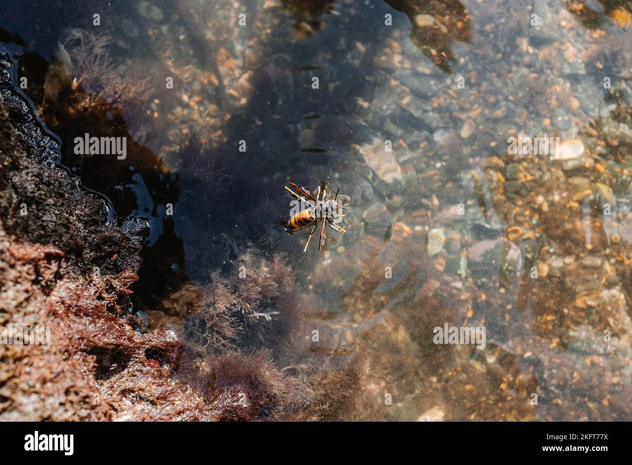 From above of huge wasp on surface of transparent clear water with ...