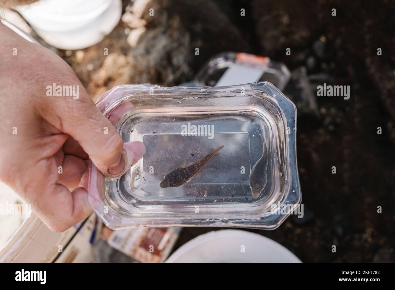 From above faceless naturalist demonstrating transparent plastic ...