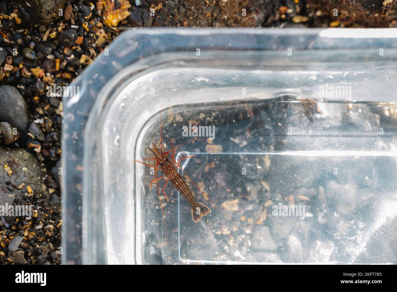 From above of transparent plastic bucket with caught tiny sea creature ...
