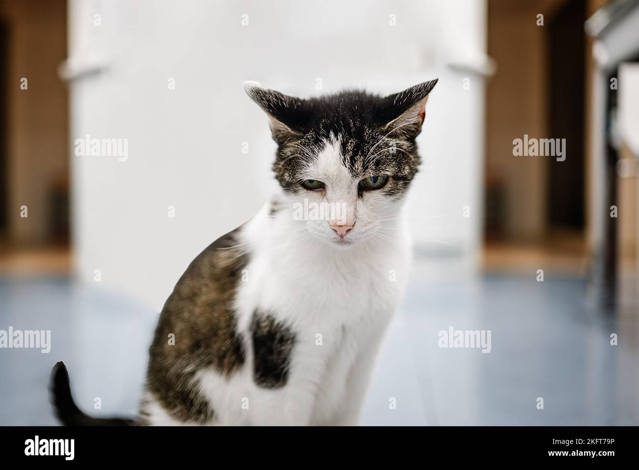 Calm domestic obedient cat with pink nose resting at home Stock Photo ...
