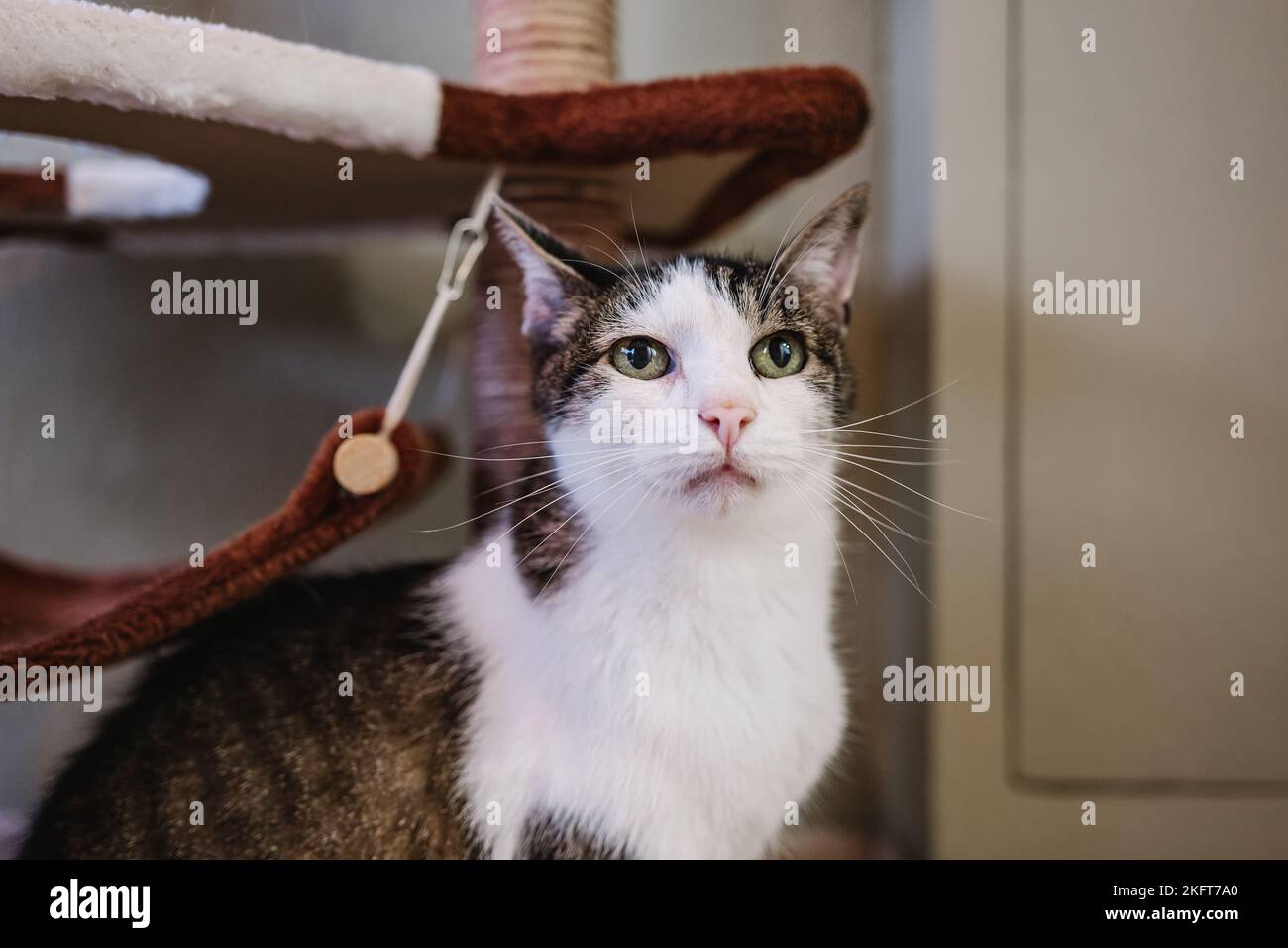 Calm domestic obedient cat with pink nose resting near scratching post ...