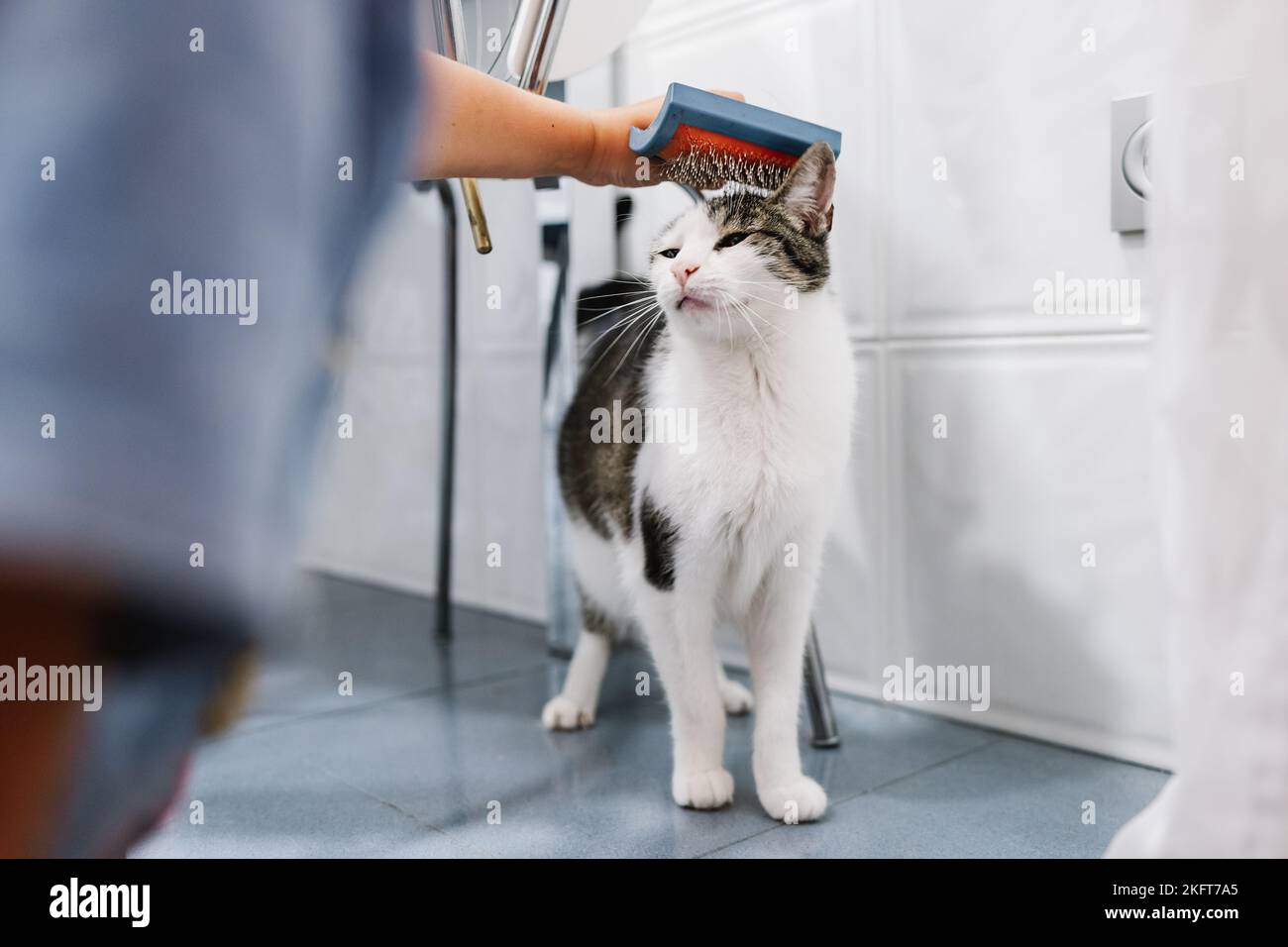 Crop faceless woman brushing cute little cat with spots and long ...