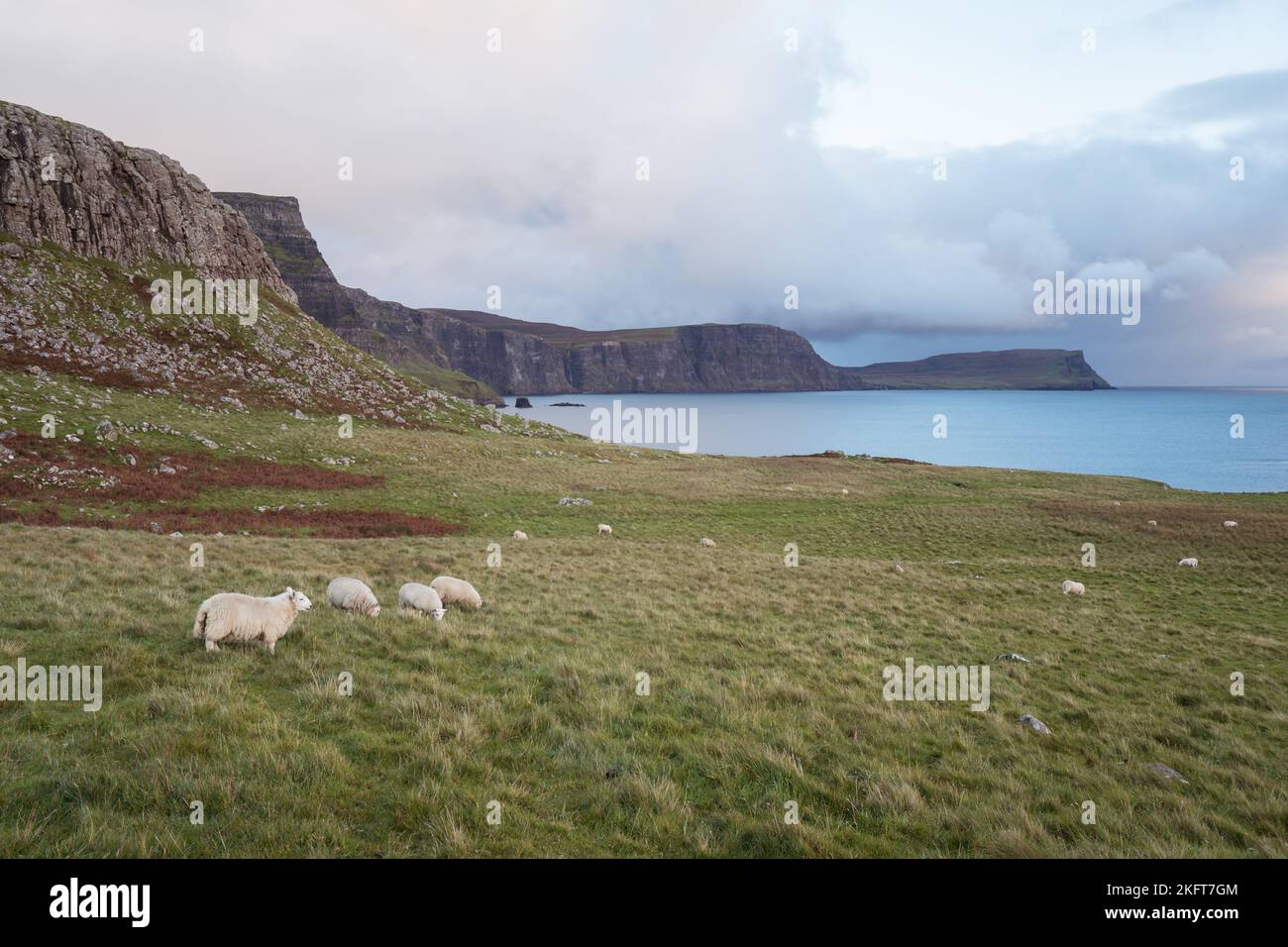 Flock of white sheep grazing on dry grassy hill against cloudy sky near ...