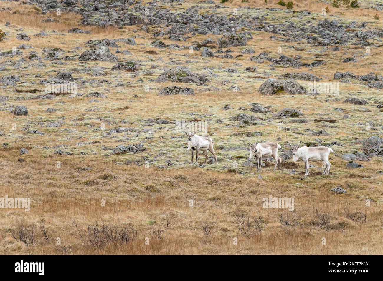 Reindeer in distance grazing hi-res stock photography and images - Alamy