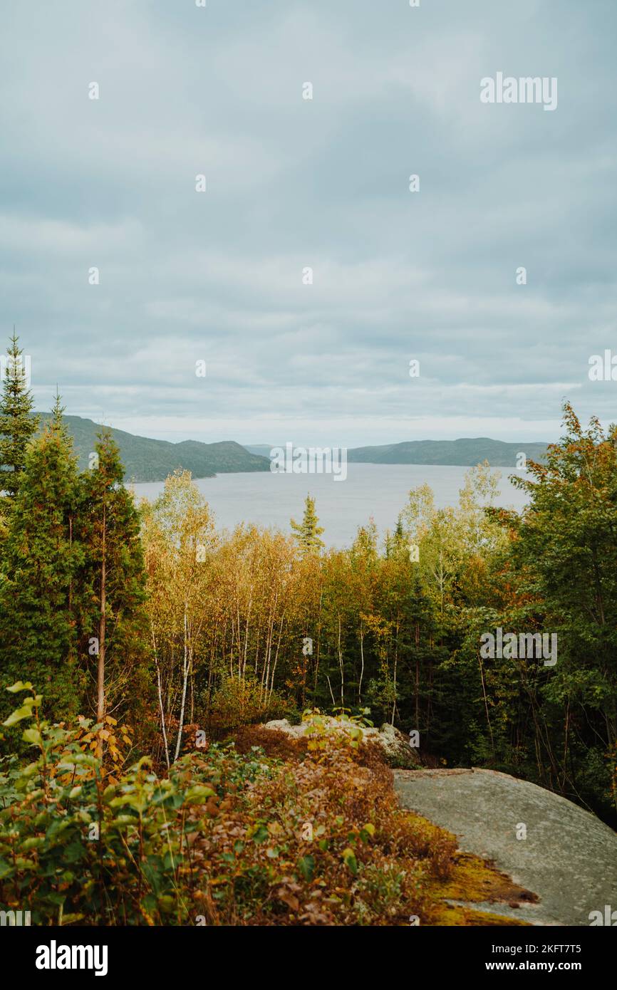 Tall trees with green red and orange foliage growing in Canada forest ...