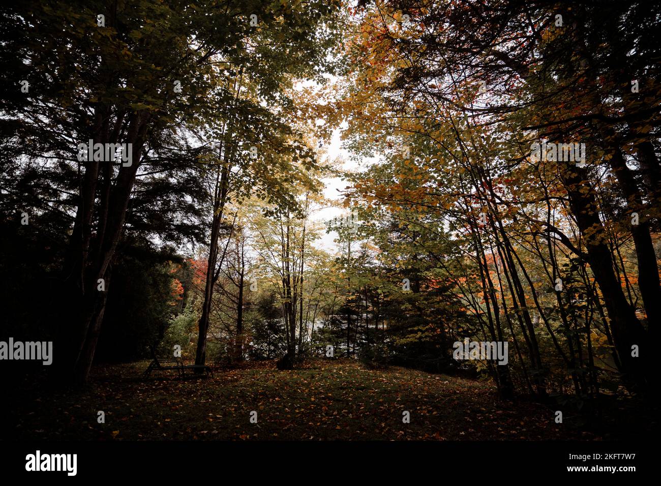 From below of tall trees with green red and orange foliage growing in ...