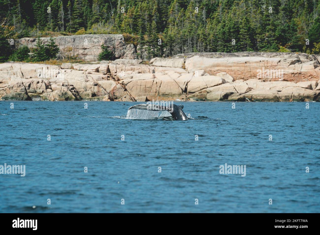 Humpback whale raising powerful tail over ocean splashing water near ...