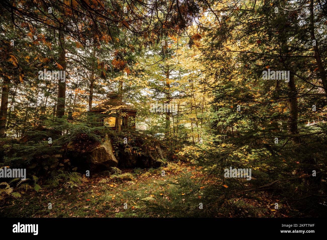 Tall trees with green foliage growing in Canada forest Stock Photo - Alamy