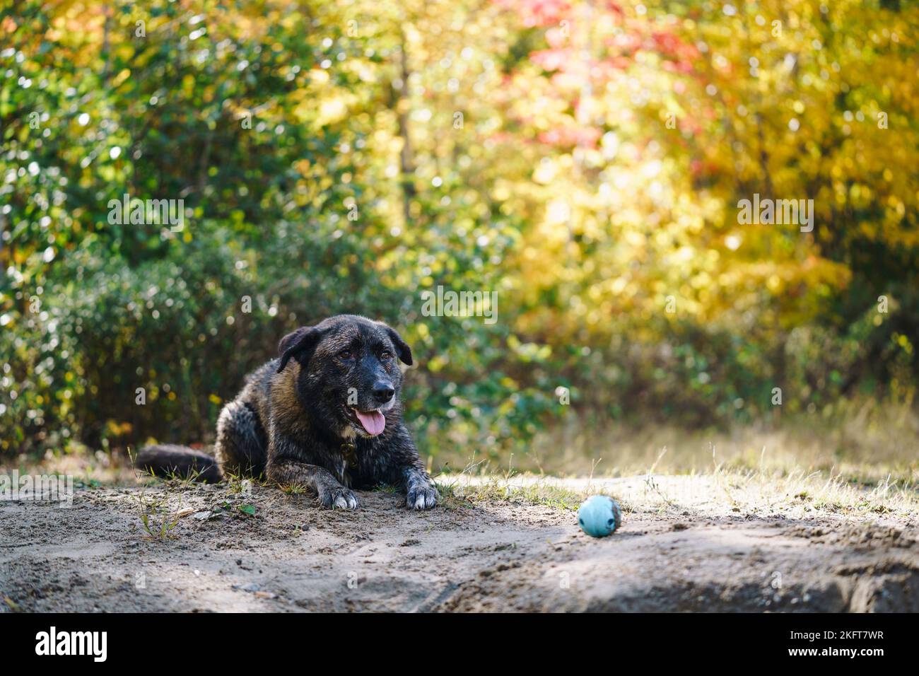 Big black dog sitting on ground in autumn park while resting after ...